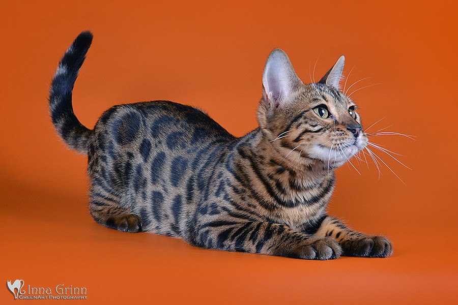 Abisinijos ir Bengalų kačių veislynas "RULANA": Bengalijos katės